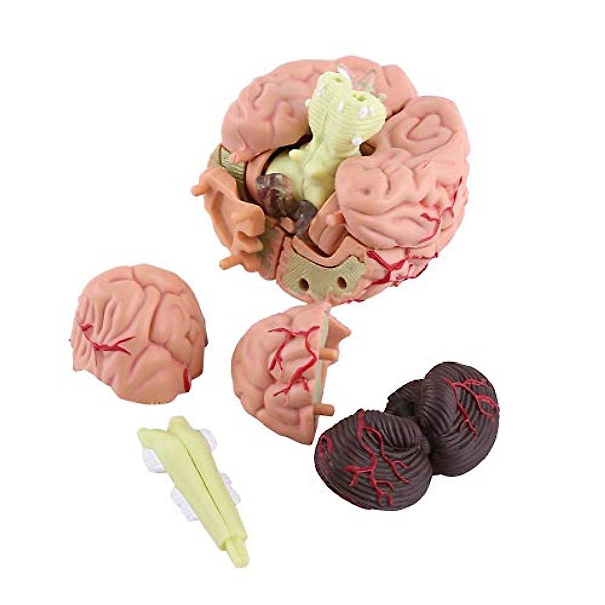 Brain Model Disassembled Human Anatomical Model Colorful 4D Structure Teaching Learning Tool for General Anatomical Study