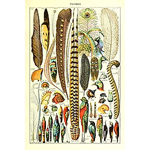Meishe Art Poster Print Vintage Biology Botanical Science Wall Decor Sea Creature Animals Seashell Fish Marine Life Vegetables Birds Feather Butterflies Breeds Species Identification Set of 6pcs