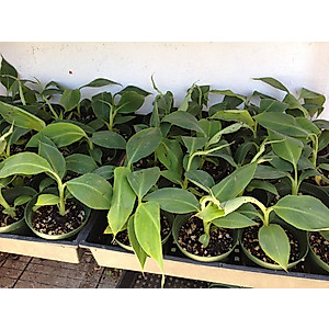 Dwarf Cavendish Banana Plant - Live Banana Plant - Dwarf Banana Plant