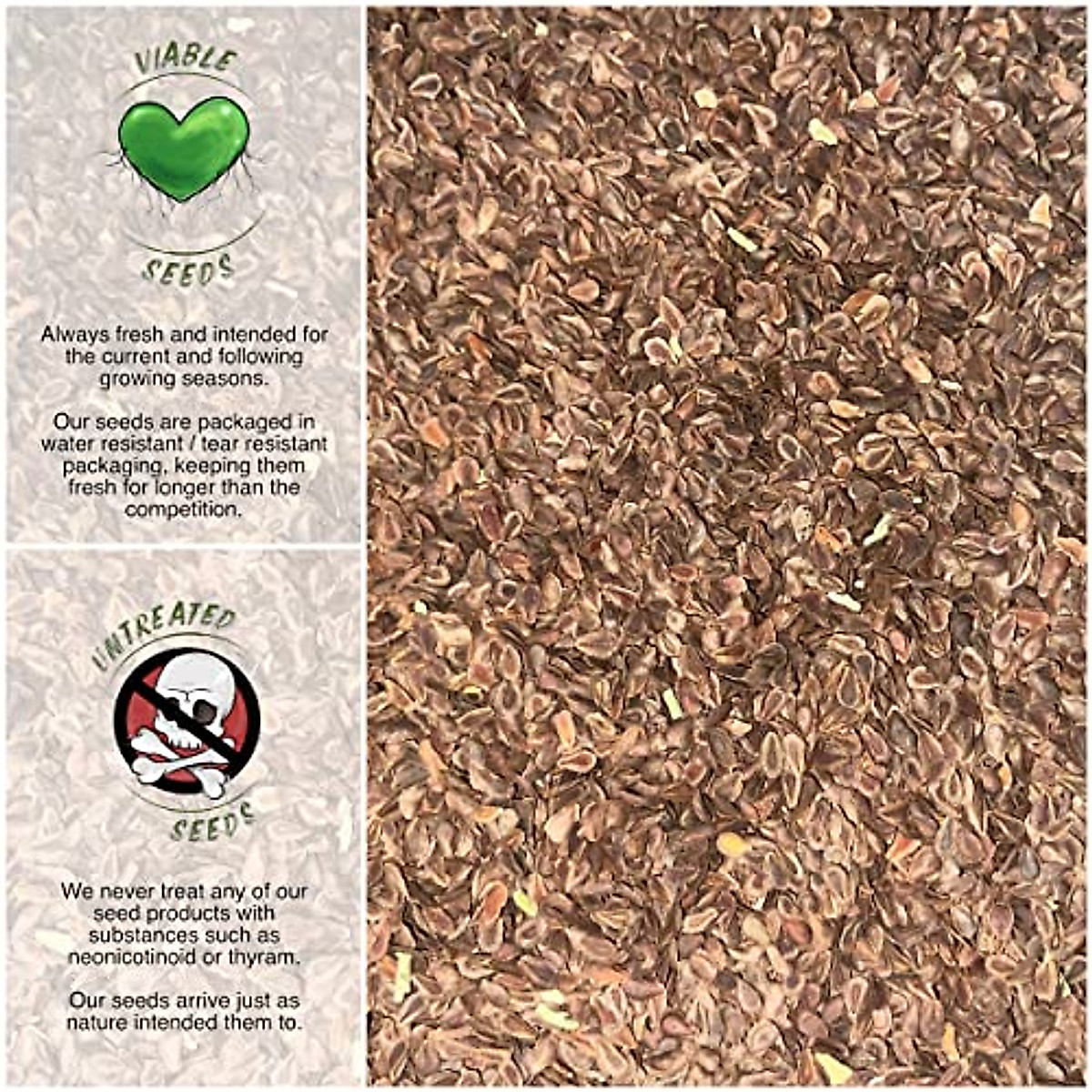 Seed Needs, Butterfly Milkweed Seeds for Planting (Asclepias tuberosa) Heirloom, Open Pollinated & Untreated, Attracts Monarch Monarchs (2 Packs)