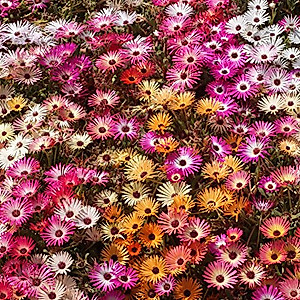 Outsidepride Livingstone Daisy Dorotheanthus Ice Plant Ground Cover Plant & Drought, Heat Tolerant Flower Mix - 5000 Seeds