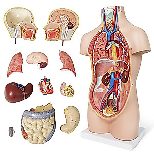 2023 New 20" Removable 12 Parts Human Torso Model,Showing Section of Brain,Neck Dissected Exposes Muscular Neural,Vascular and Glandular Structure,Anatomy Model for Medical Learning,Display