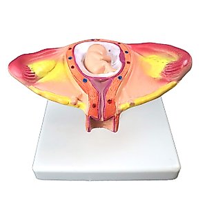 Jackson Global JS00073 Fetus Development Model | Set of 8 Models，14 Pieces in Total | Key Anatomical Features Labelled with Accompanying Key Card