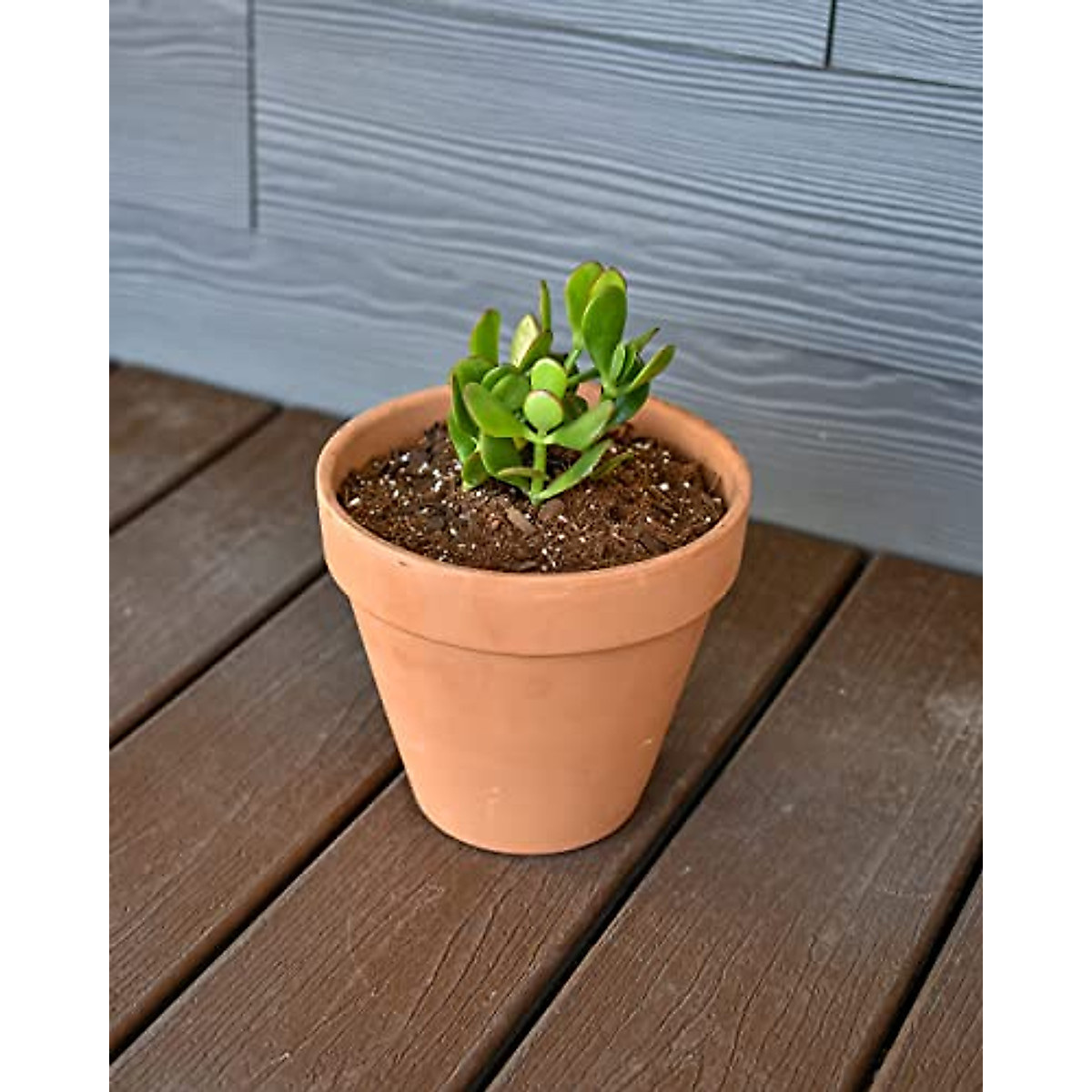 Tropical House Plant Potting Mix (4 Quarts); for All Types of Indoor House Plants