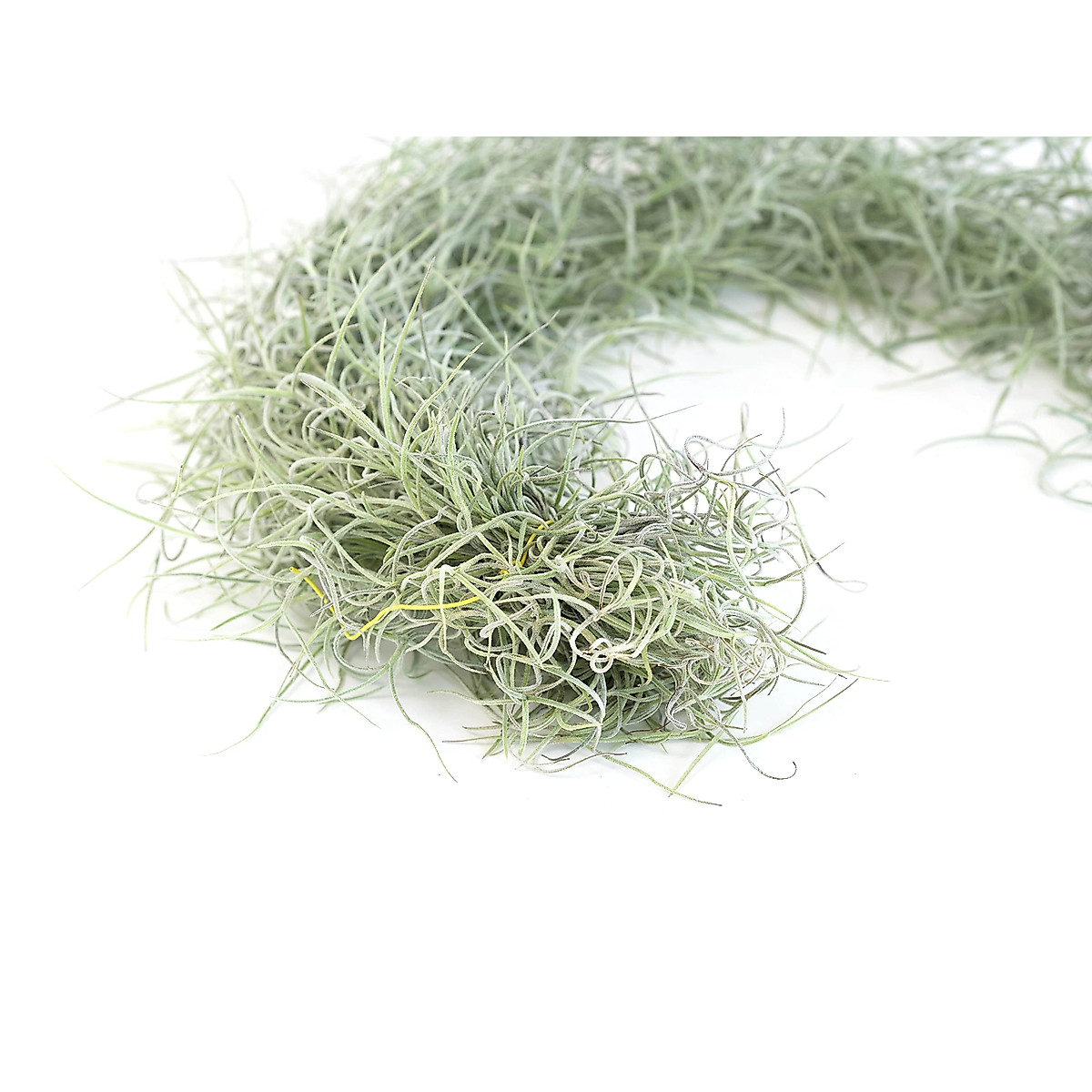 3 Pack Thick Colombian Spanish Moss Live Strands with Wire Hook - Live Tillandsia Succulent House Plants - Home and Garden Decor - Easy Care Indoor and Outdoor Plants