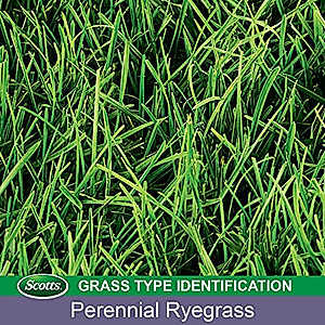 Scotts Turf Builder Grass Seed Perennial Ryegrass Mix Repairs Bare Spots, Ideal for High Traffic and Erosion Control, 7 lbs.