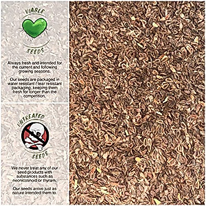 Seed Needs, Butterfly Milkweed Seeds for Planting (Asclepias tuberosa) Heirloom, Open Pollinated & Untreated, Attracts Monarch Monarchs (2 Packs)