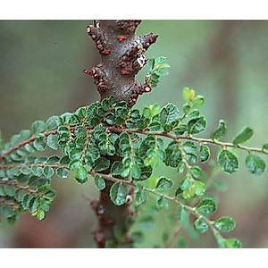 Seiju Dwarf Chinese Elm - Ulmus parvifolia - 2.5" Pot - Fairy Garden/Bonsai