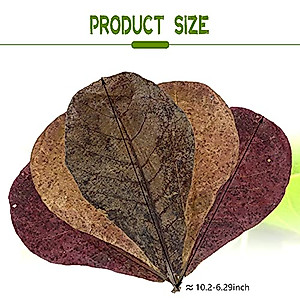 LeonBach 100 Pcs Large Catappa for Fish, Creates Native Environment Indian Almond Leaves Catappa Leaves Beta Fish Leaf