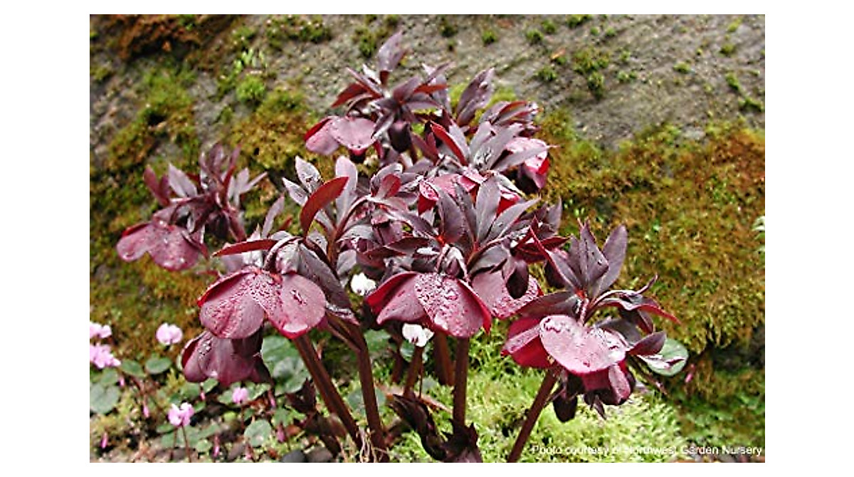 Helleborus 'Ruby Wine' Lenten Rose - Winter to Spring Blooming Perennial
