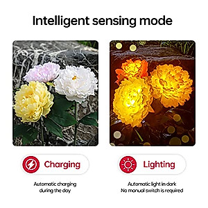 Cmskokm Outdoor Solar Garden Light Yard Decor Garden Decor Solar Flower Lamp Garden Decor Bigger Peony Flower Head Bigger Solar Panel Waterproof Solar Decorative Light for Garden Patio (3 per Box)