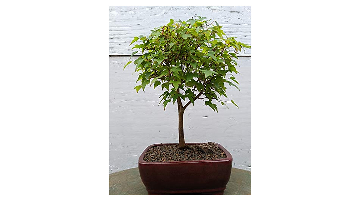Dwarf Trident Maple Outdoor Bonsai Tree — 🛍️ The Retail Market