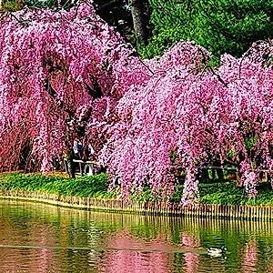 30 Pcs Weeping Sakura Seeds Plant Cherry Blossom Seeds,for Growing Seeds in The Garden or Home Vegetable Garden