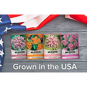 Milkweed Seeds For Monarch Butterflies (4 Variety Pack) Common, Showy, Butterfly and Rose Varieties Attracts Butterflies, Bees and Pollinators Heirloom Flower Seeds Wildflower Seed by Gardeners Basics