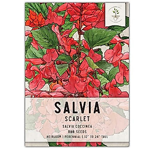 Seed Needs, Scarlet Red Sage Seeds - 800 Heirloom Seeds for Planting Salvia coccinea - Perennial Wildflower for an Outdoor Garden, Open Pollinated & Attracts Pollinators (1 Pack)