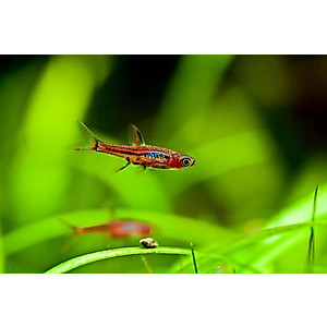 Chili Rasbora Live Fish Juveniles - Pack of 10 Fish - Live Freshwater Aquarium Chili Rasbora Fish