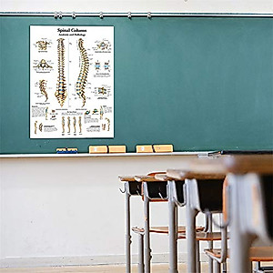 Skin Science Anatomy Posters for Walls Medical Nursing Students Educational Anatomical Human Organs Skeletal Muscles Poster Chart Medicine Disease Map for Doctor Enthusiasts Kid's Enlightenment Education W