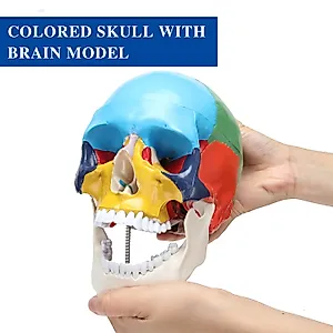 ASINTOD Human Color Skull Model with Brain, Life Size Anatomical Model, Color Coded Partitioned Skull, 8 Part Brain Human Skull Anatomical Model