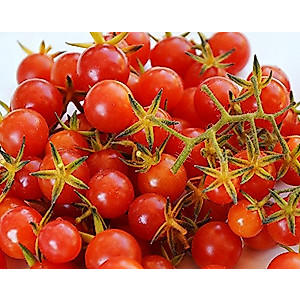 30+ Sweet Pea Currant Tomato Seeds, Heirloom Non-GMO, Extra Sweet and Heavy-Yielding, Low Acid, Indeterminate, Open-Pollinated, Long Season, Super Delicious, from USA