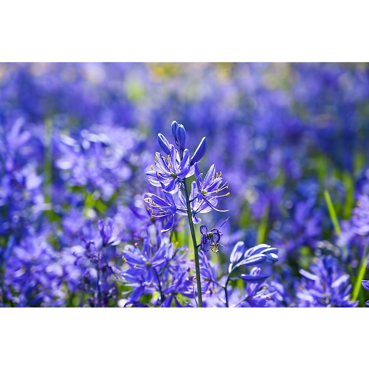 Giant Complete Spring Flower Garden | Bloom All Spring and Summer, Easy to Grow Flower Bulb, Indoor/Outdoor (50 Bulbs)