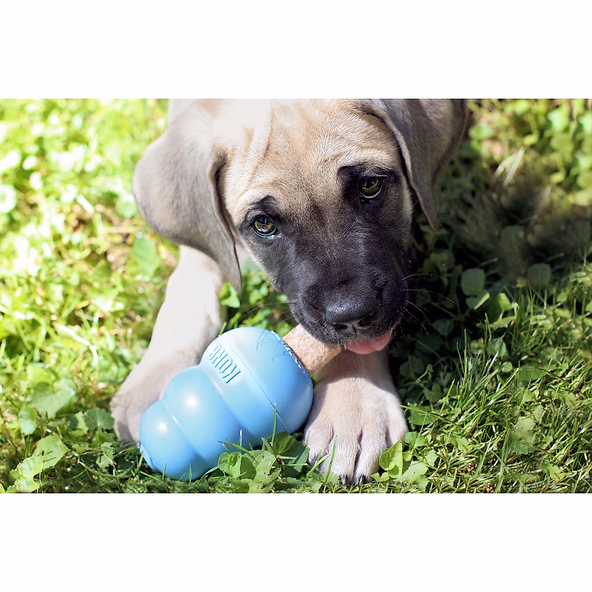 KONG - Ziggiesª Puppy - Teeth Cleaning Dog Treats - Puppy Recipe - Small (Best used with KONG Puppy Rubber Toys)