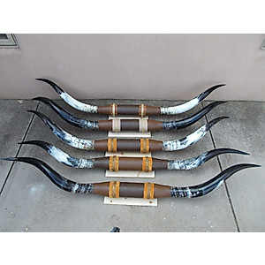 XXL Mounted Steer Cow Bull Texas Long Horns (One Set Only) Longhorn 5' 5" to 5' 11"