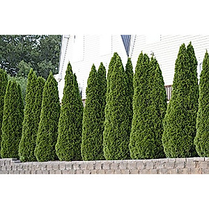 Thuja Arborvitae Green Giant - 12 Live Quart Size Plants - Evergreen Privacy Trees