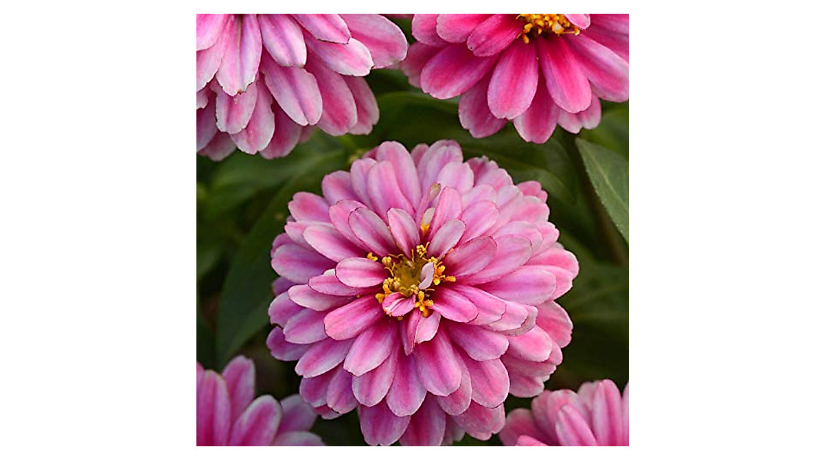 Zinnia Zahara Raspberry Ripple Seeds - Butterflies Love Them