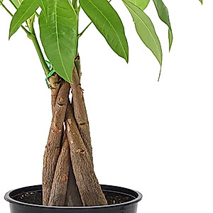 Money Tree Live Indoor Plant in 4 in. Plastic Grower Pot ***Cannot Ship to Hawaii***