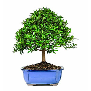 Brussel's Dwarf Eugenia Bonsai