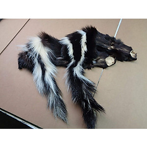 Real XL Tanned Skunk Hide Fur Pelt Face Tail Winter Prime Coat 32-36" USA (Grade #1)