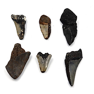 Megalodon Teeth Lot of 6 Fossils w/6 info Cards Shark #15666 25o