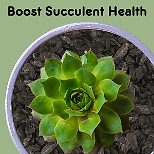 Horticultural Charcoal for Indoor Plants (1 Quart), Hardwood Soil Additive for Orchids, Terrariums, and Gardening