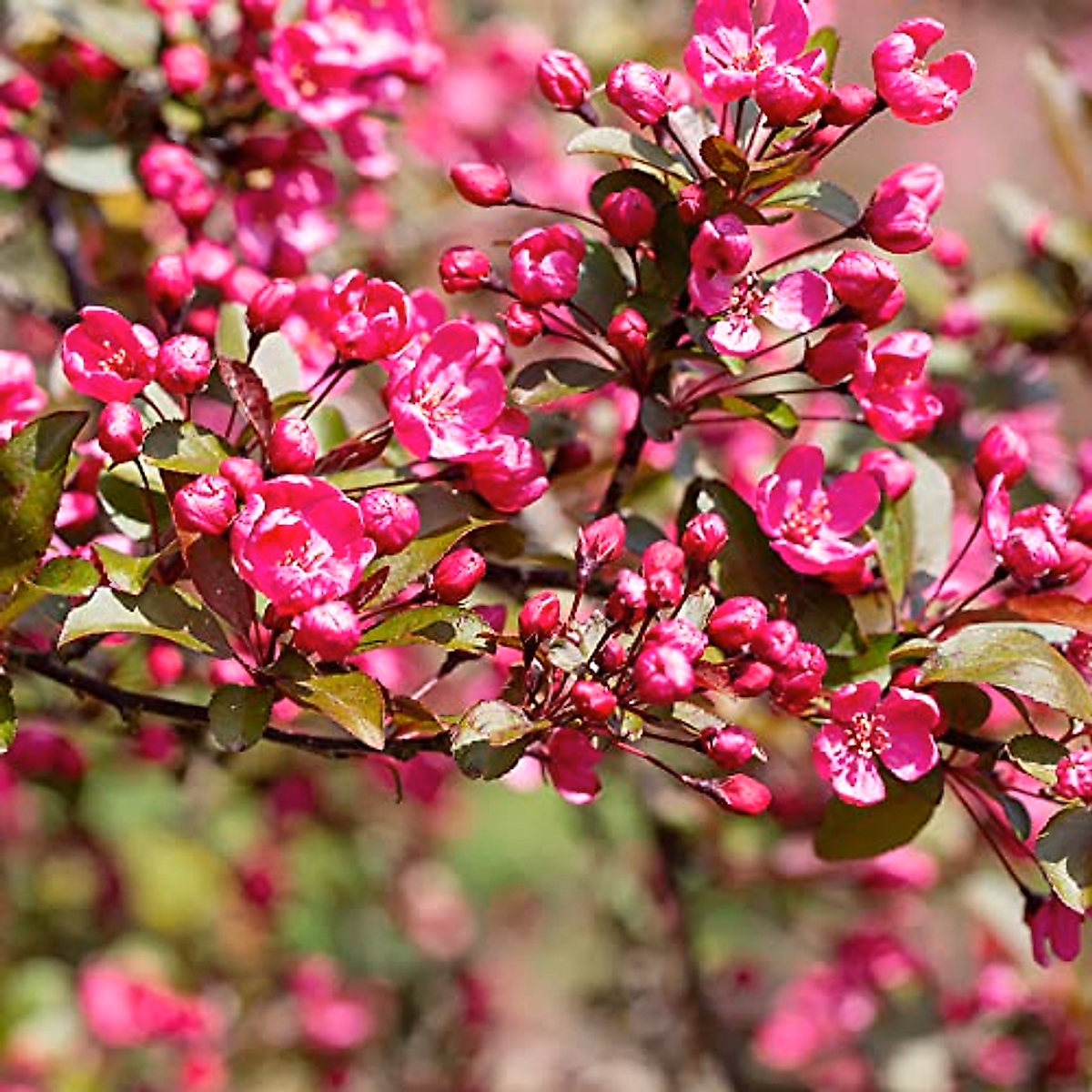 QAUZUY GARDEN 30 Seeds Flowering crabapple Seeds Crab Apple Malus Prairiefire Tree Shrub Bush Seeds- Striking Flowering Landscape Plant- Easy to Grow & Maintain