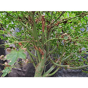 48 Year Old Dwarf Japanese Maple Bonsai Tree