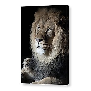 Photographic Portrait of Male African Lion Printed on CANVAS Ready to Hang Nature Photo Tawny Brown Tan Black Wall Art for Home or Office Big Cat Photography