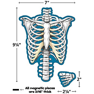 Teacher Created Resources - 77241 Human Skeleton Magnetic Accents 33" x 10" x 9.1"