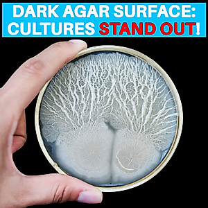 Potato Dextrose Agar Powder With Activated Charcoal 100 Grams - Evviva Sciences - Make Up To 105 Agar Petri Dishes - Excellent Growth Medium for Mushrooms & Science Projects