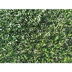 Zoysia Plugs - 50 Large Grass Plugs - Drought Tolerant, Low Maintenance EZPLug
