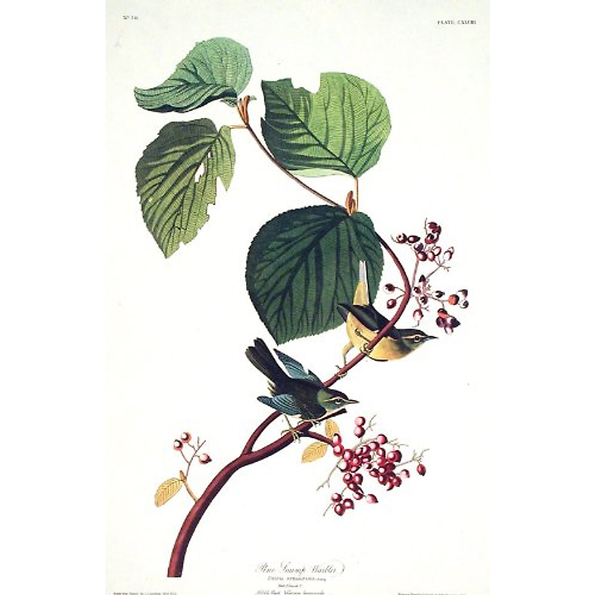 Pine Swamp Warbler. From"The Birds of America" (Amsterdam Edition)