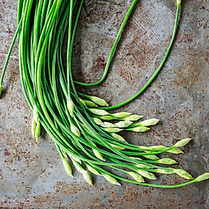 Seed Needs, Garlic Chives Seeds - 400 Heirloom Seeds for Planting Allium tuberosum - Culinary Herb, Non-GMO & Untreated, Chinese Chives for Cooking (1 Pack)