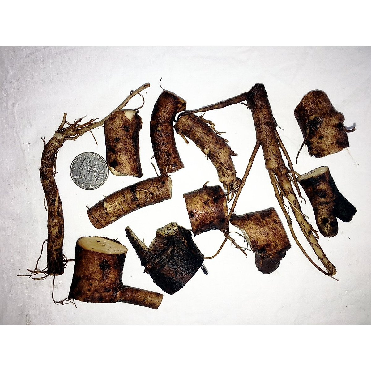 Russian Comfrey Bocking-14 Cultivar, 12 Cuttings for Growing Your Own Medicinal Salve, Compost Tea & Animal Fodder