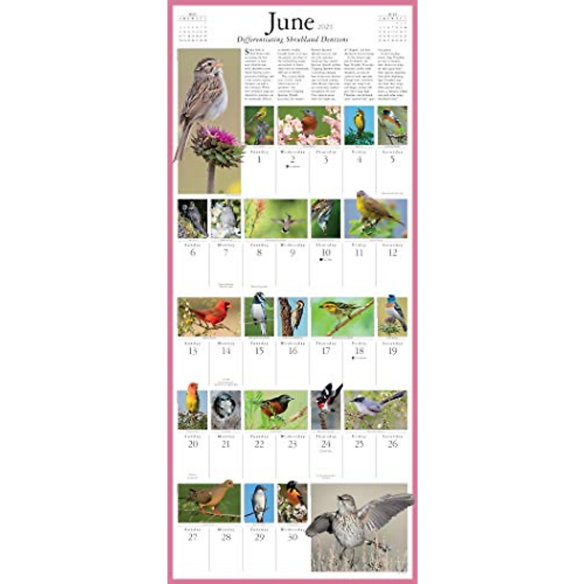 Audubon Songbirds and Other Backyard Birds Picture-A-Day Wall Calendar 2021