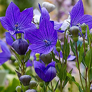 Outsidepride Balloon Flower Blue Platycodon Grandiflorus Garden Flower Seed - 2000 Seeds