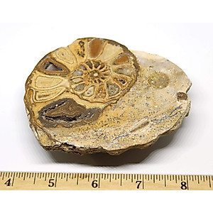 Ammonite Acanthoceras Split Polished Fossil Texas 96 MYO w/Label #16254 29o
