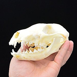 Hot Fox Skull Taxidermy Supplies Art Bone Vet Medicine 1:1