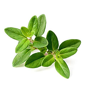 Common Thyme Seeds for Planting, 1000+ Seeds Per Packet, (Isla's Garden Seeds), Non GMO & Heirloom Seeds, Botanical Name: Thymus vulgaris, Great Herb Garden Seeds