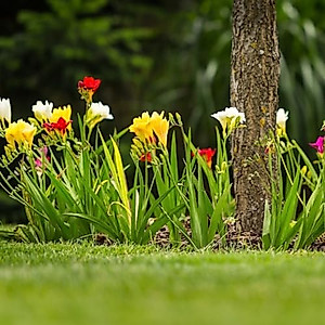 10 Bulbs - Freesia/South Africa Freesia Flower Bulbs for Planting | (Mixed Color) HOA LAN NAM Phi Bulbs - Easy to Grow & Beautiful Blooms for Bonsai Garden