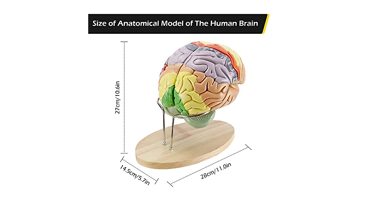 Dyna-Living 2X Life Size Human Brain Model for Learning
