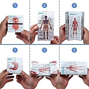 Aliwovo Venipuncture Practice kit Human Anatomy Study Cube